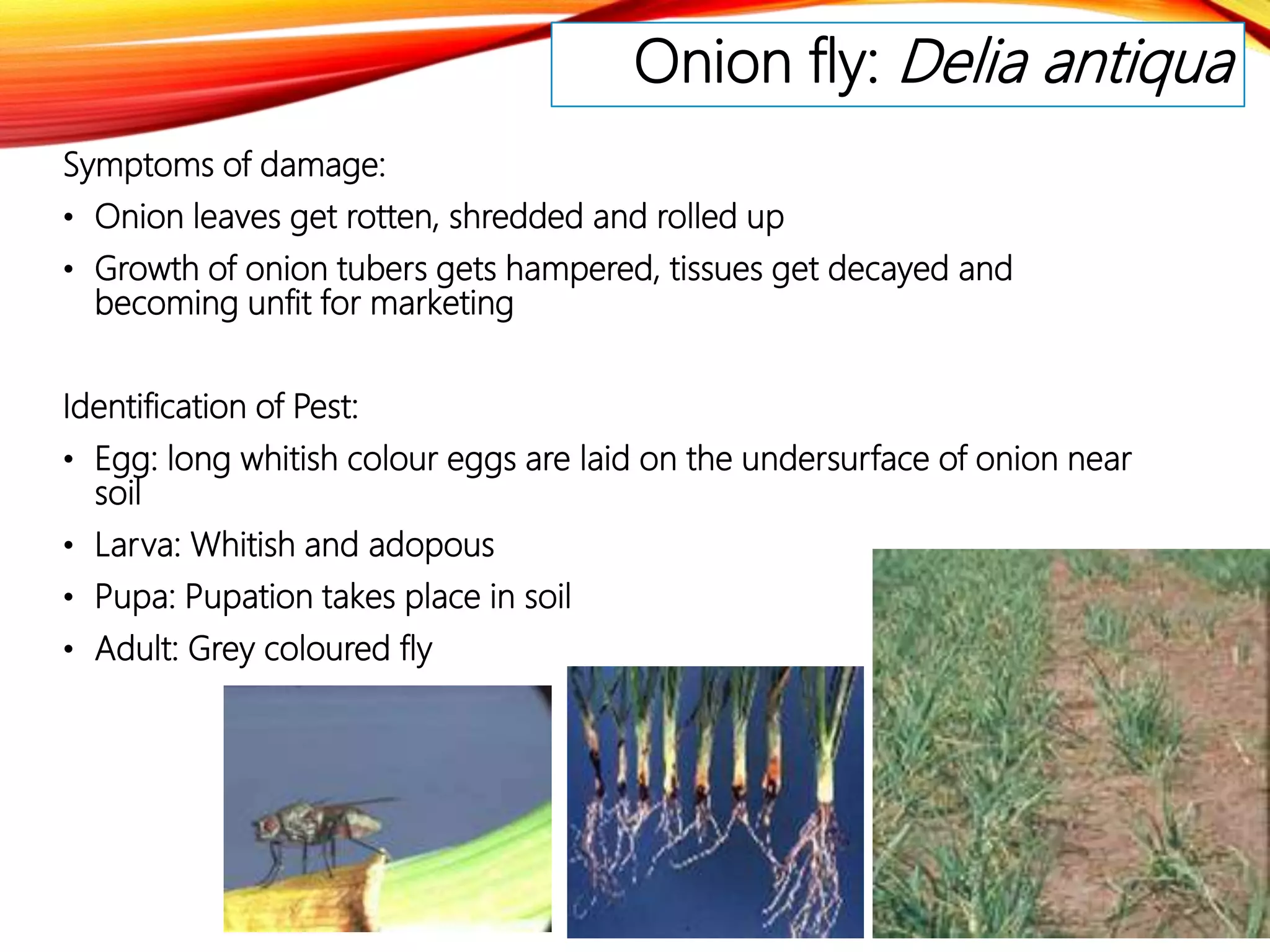 Insect pests of vegetables | PPTX