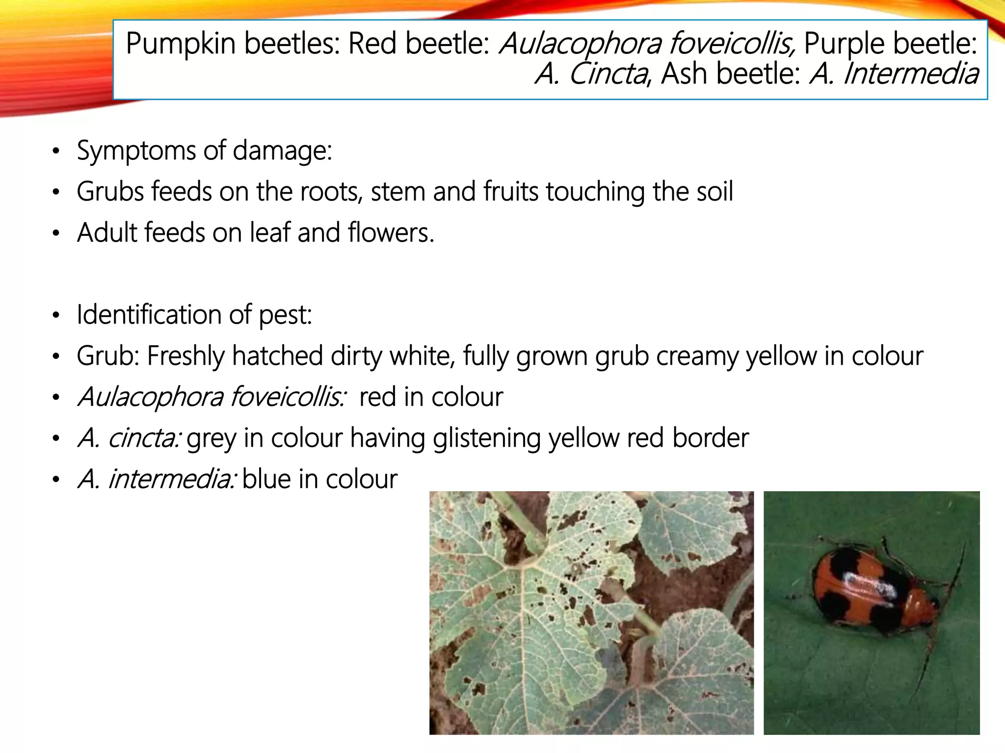 Insect pests of vegetables | PPTX