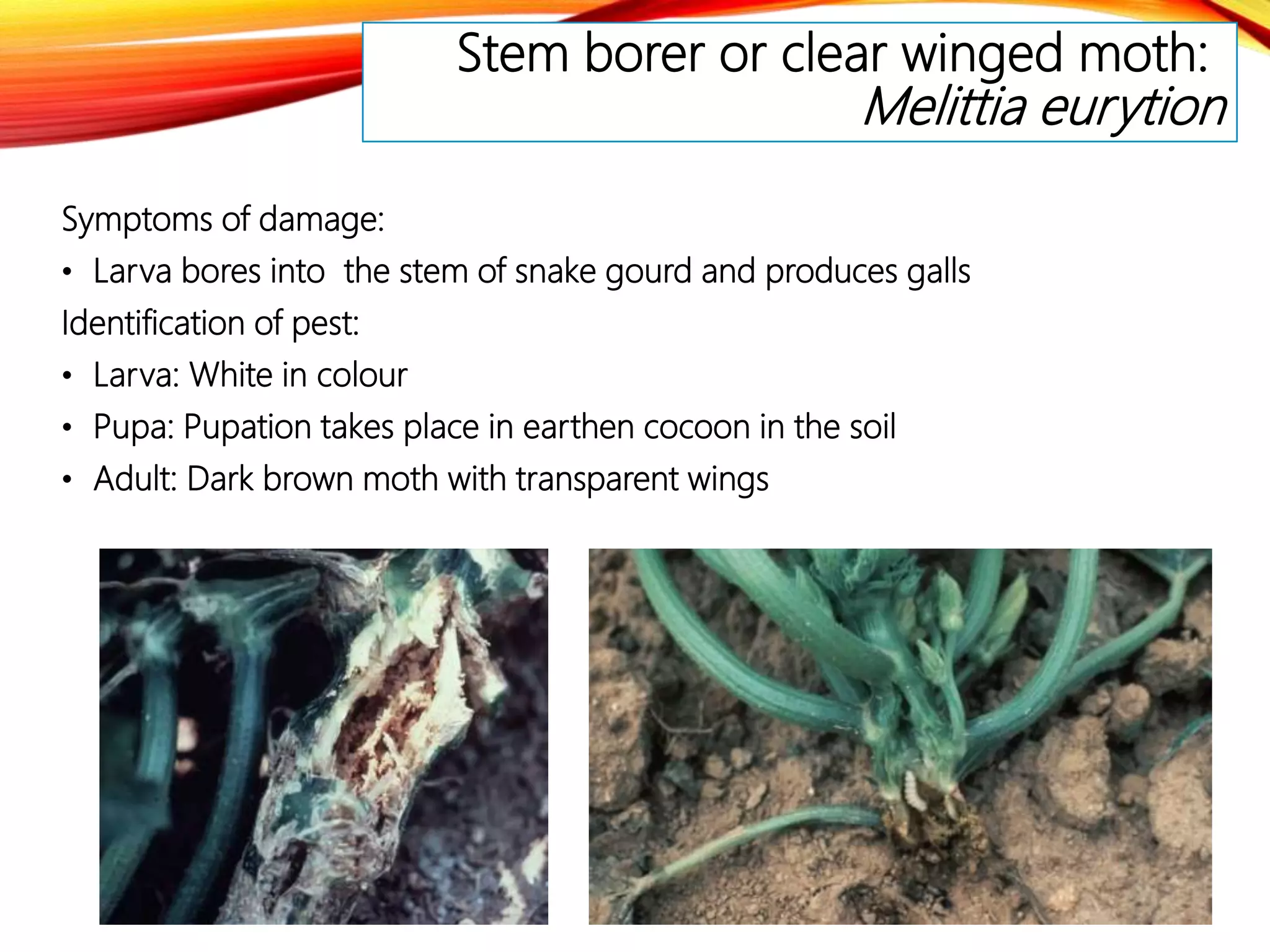 Insect pests of vegetables | PPTX