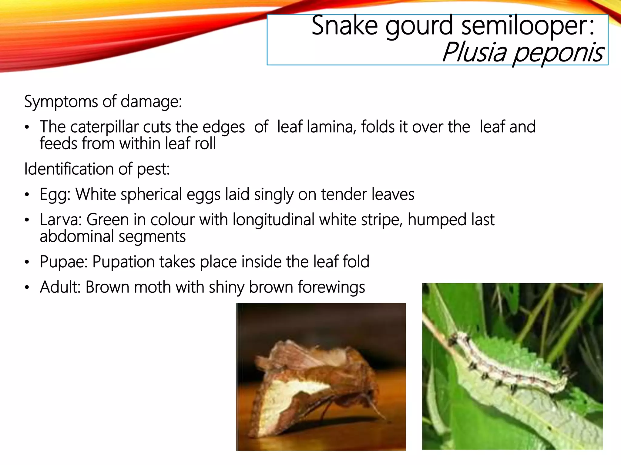 Insect pests of vegetables | PPTX