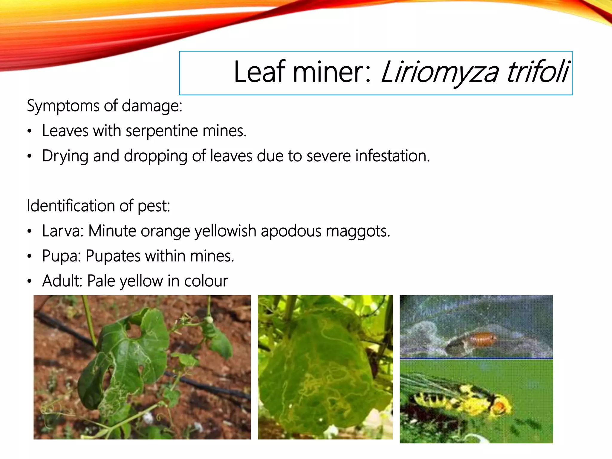 Insect pests of vegetables | PPTX