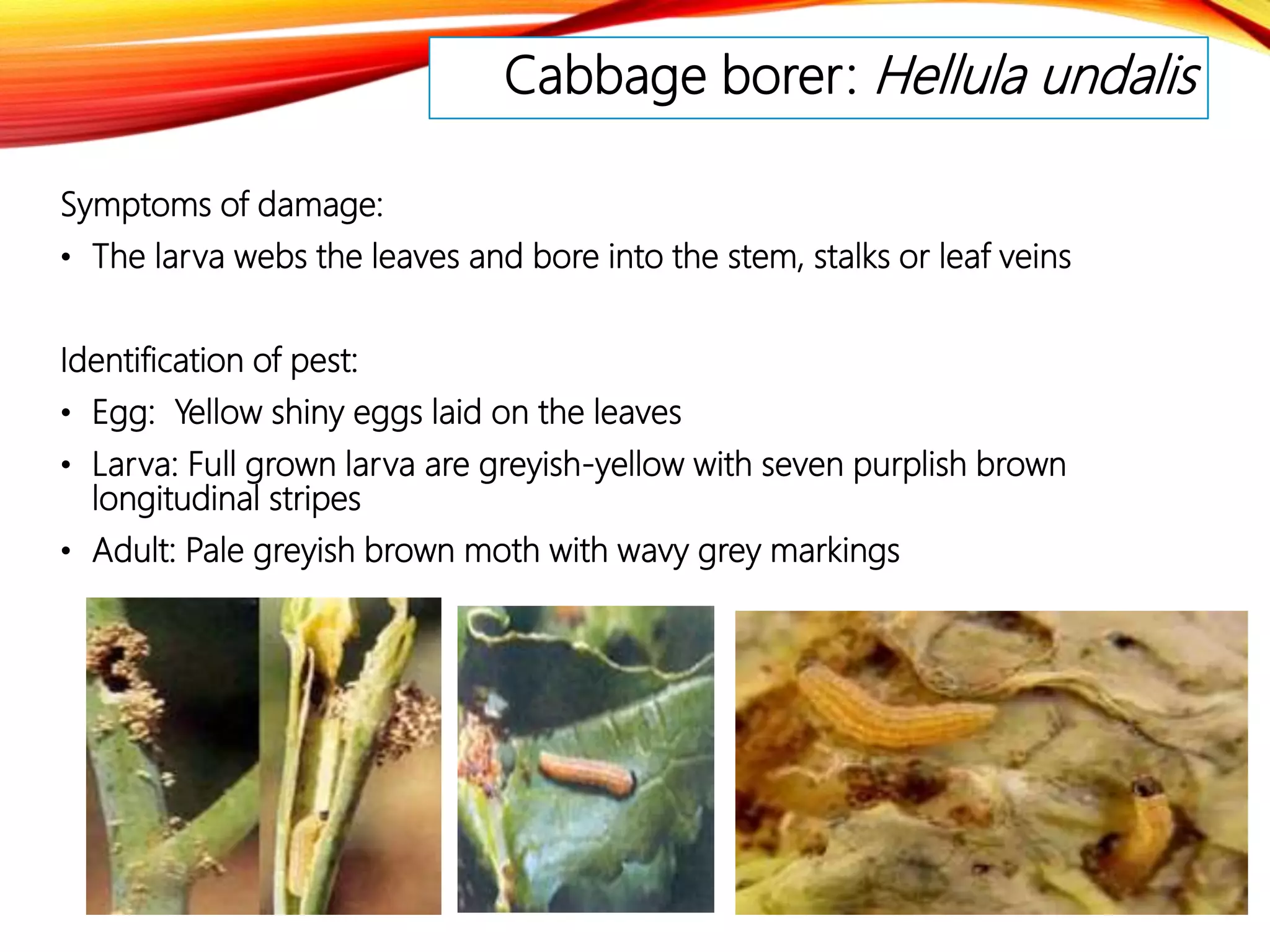 Insect pests of vegetables | PPTX