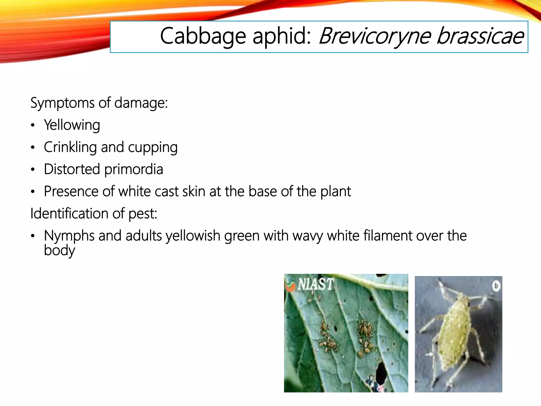 Insect pests of vegetables | PPTX