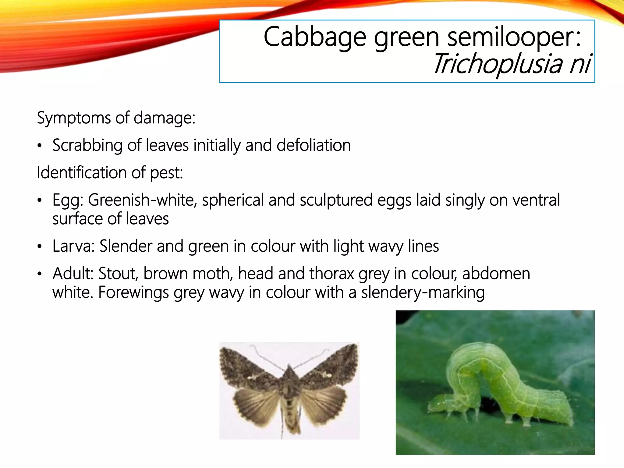 Insect pests of vegetables | PPTX