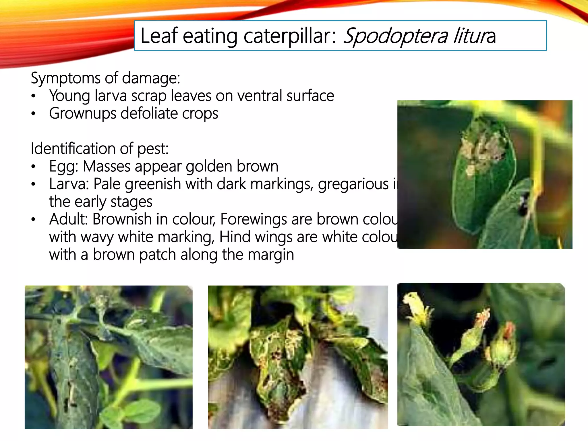 Insect pests of vegetables | PPTX