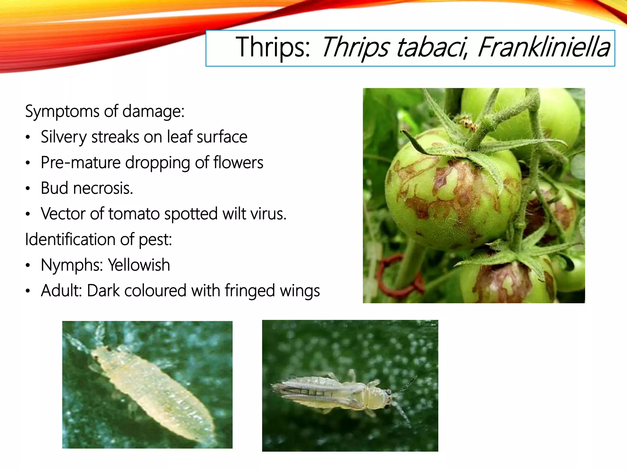 Insect pests of vegetables | PPTX