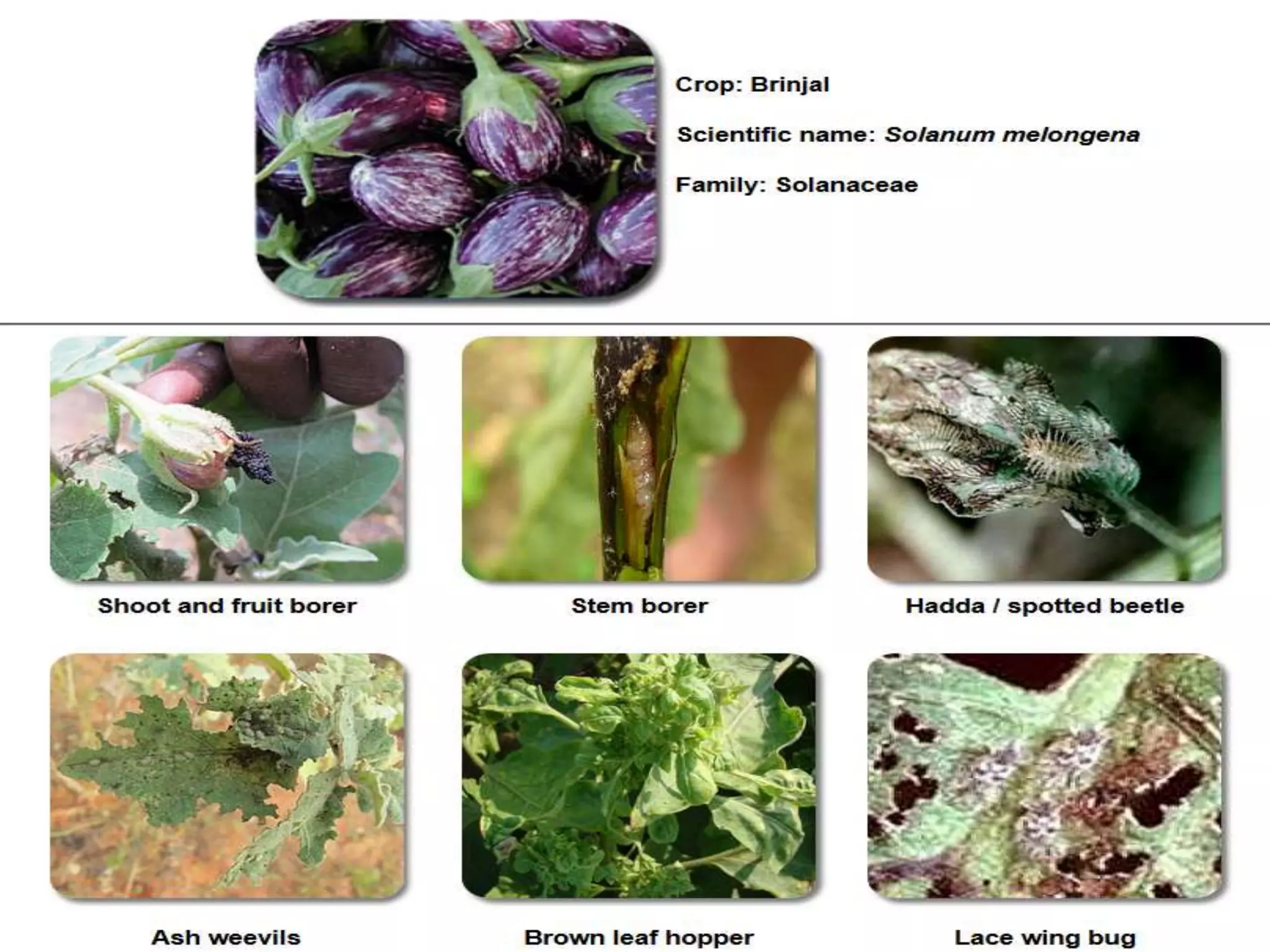 Insect pests of vegetables | PPTX | Beekeeping | Hobbies & Interests