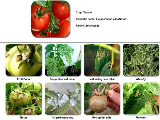 Insect pests of vegetables | PPTX | Beekeeping | Hobbies & Interests