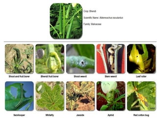 Insect pests of vegetables | PPTX