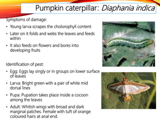 Insect pests of vegetables | PPTX