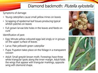 Insect pests of vegetables | PPTX