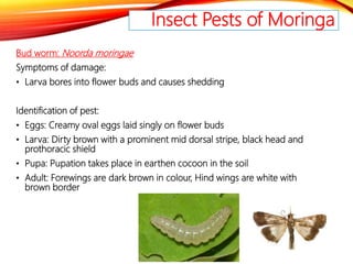 Insect pests of vegetables | PPTX