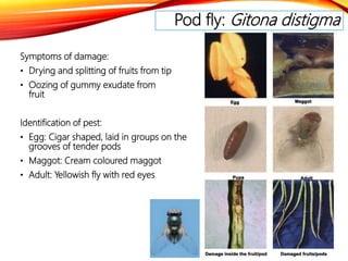 Insect pests of vegetables | PPTX