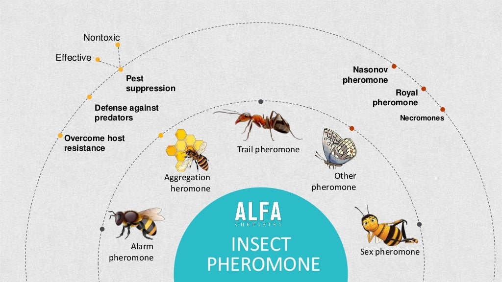Insect Pheromone