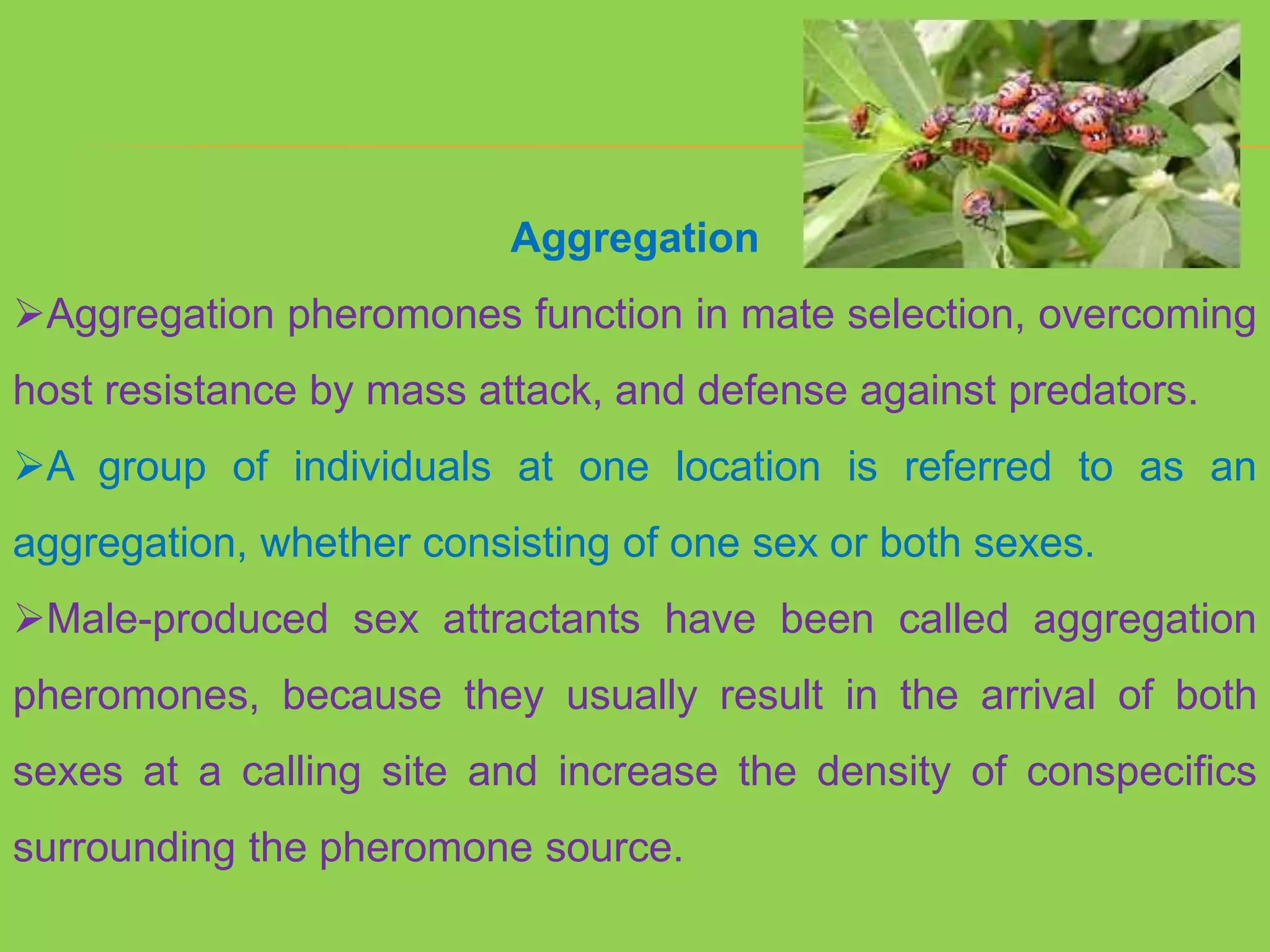 Insect Pheromones | PPTX
