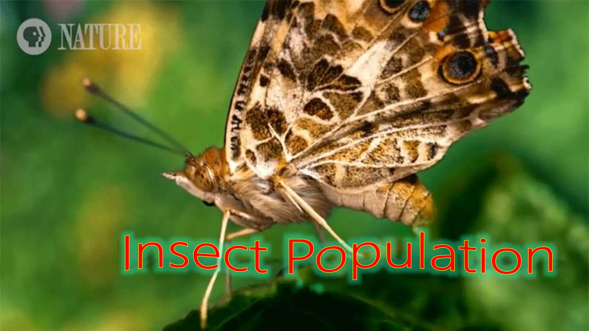 Insect population | PPTX