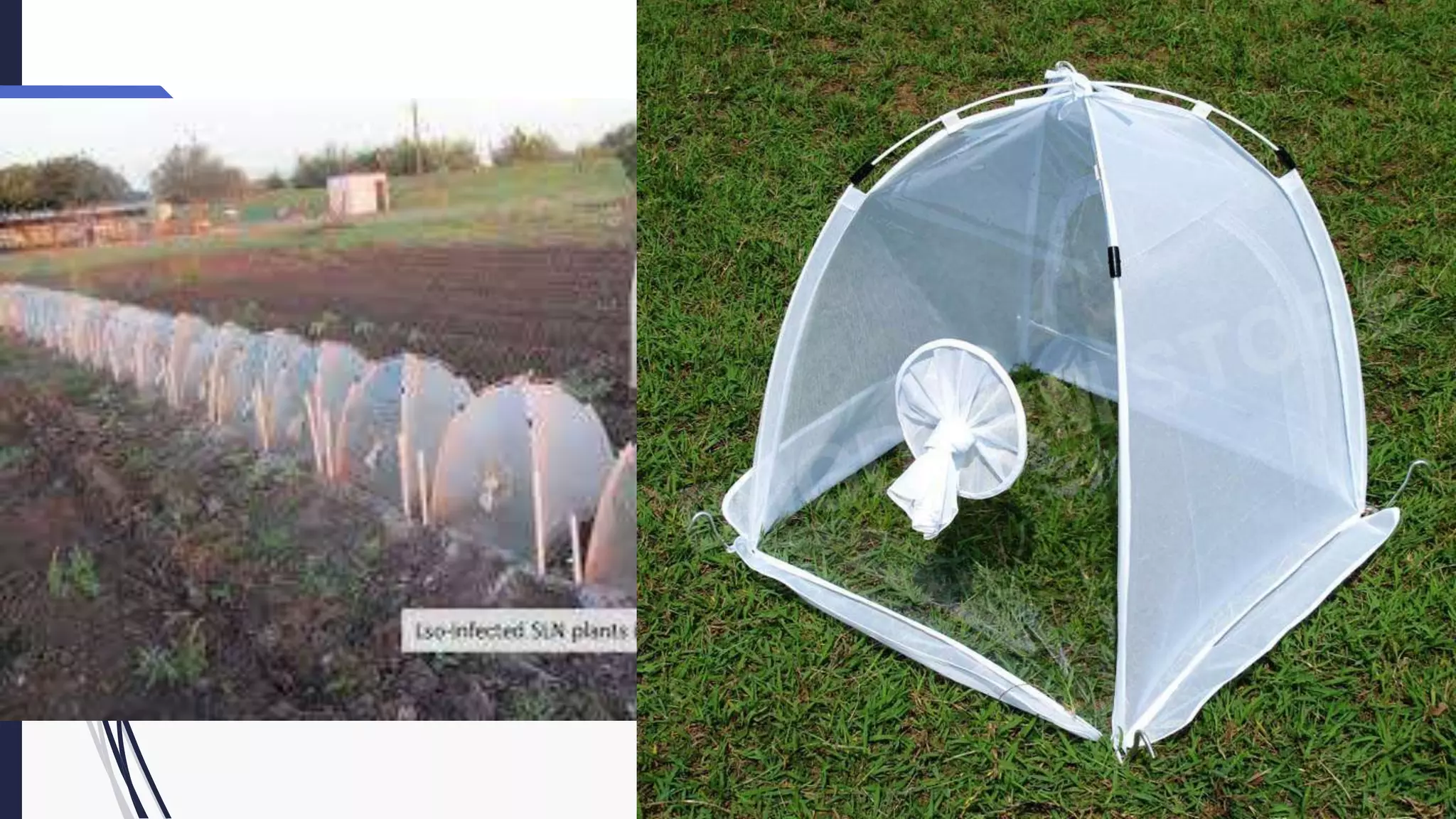 Insect population | PPTX