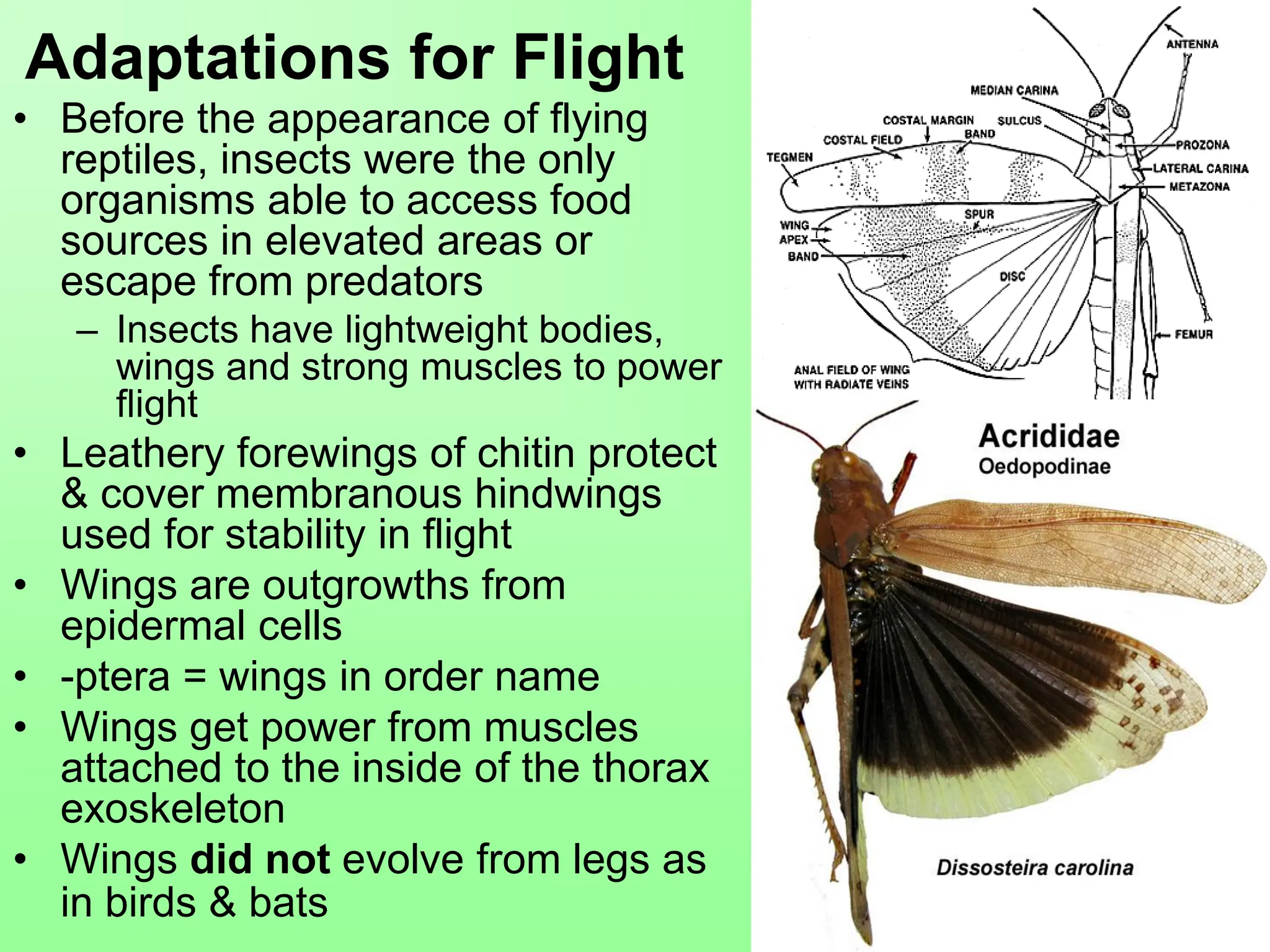 The good, bad, phylogeny, classification, anatomy, physiology, evolution and ecology of Insects ...