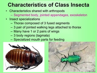 The good, bad, phylogeny, classification, anatomy, physiology, evolution and ecology of Insects ...