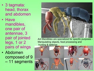 The good, bad, phylogeny, classification, anatomy, physiology ...