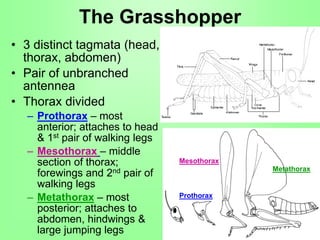 The good, bad, phylogeny, classification, anatomy, physiology ...