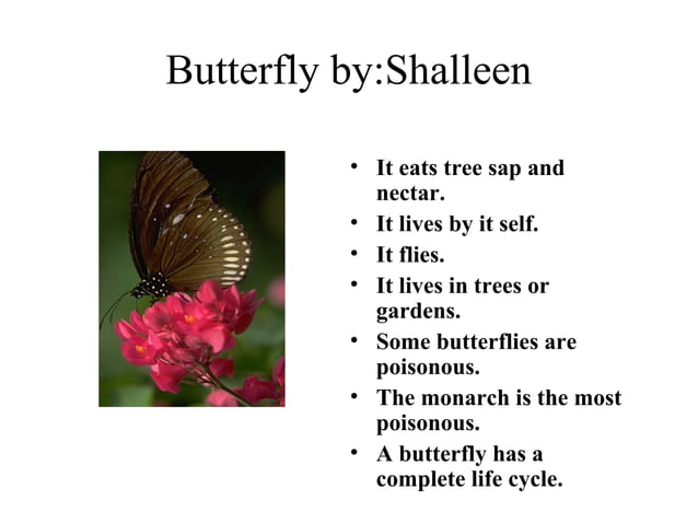 Insect powerpoint presentation | PPT