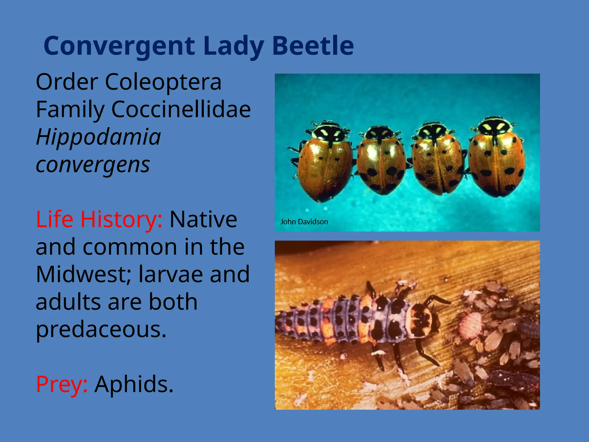 insect predators, the Natural anomies of insect pests | PPTX