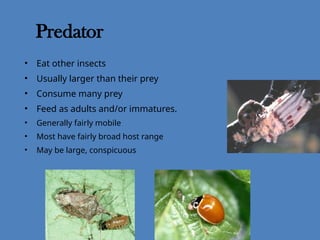 insect predators, the Natural anomies of insect pests | PPTX