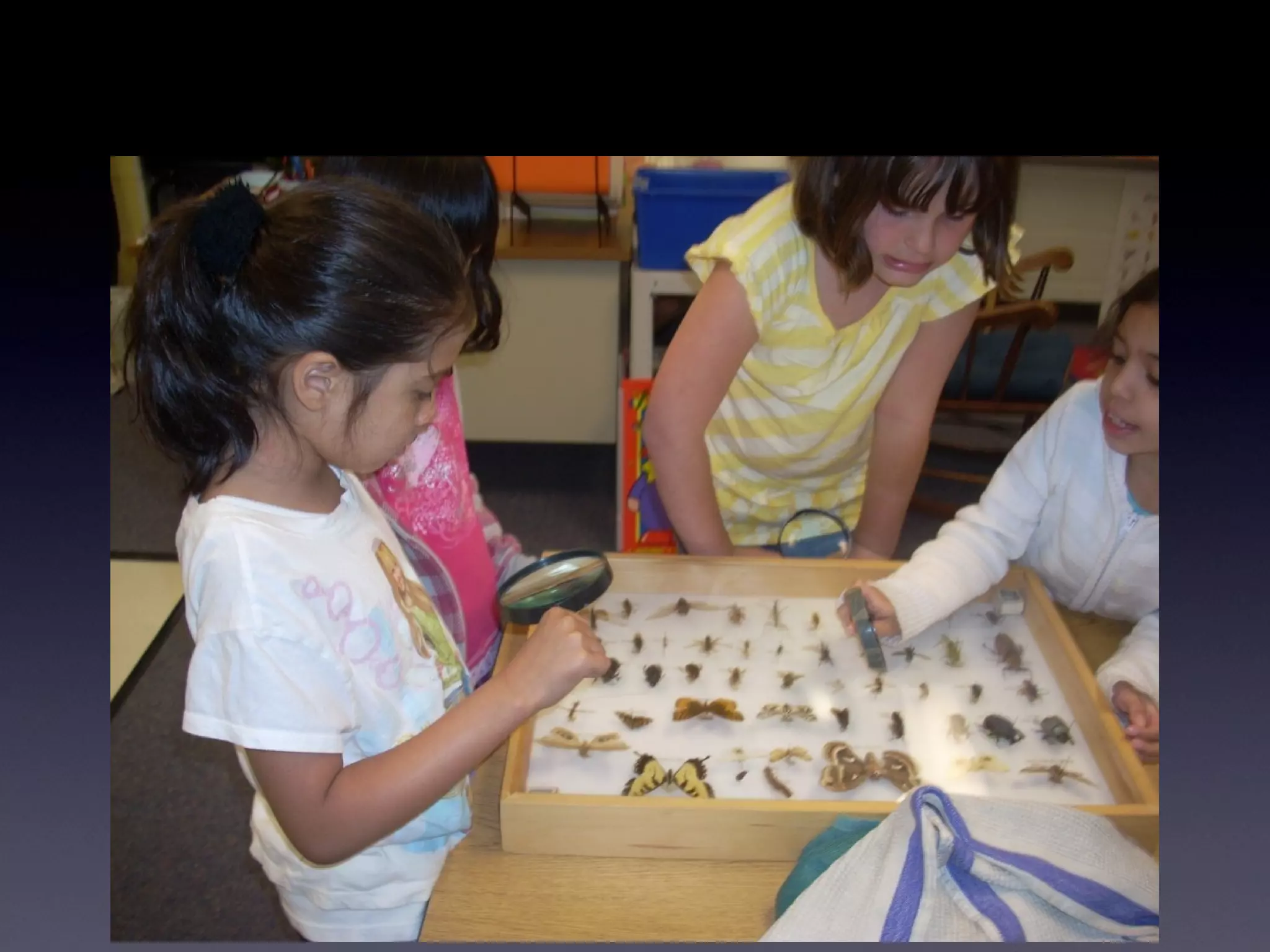 Insect Presentation Slideshow | PPT