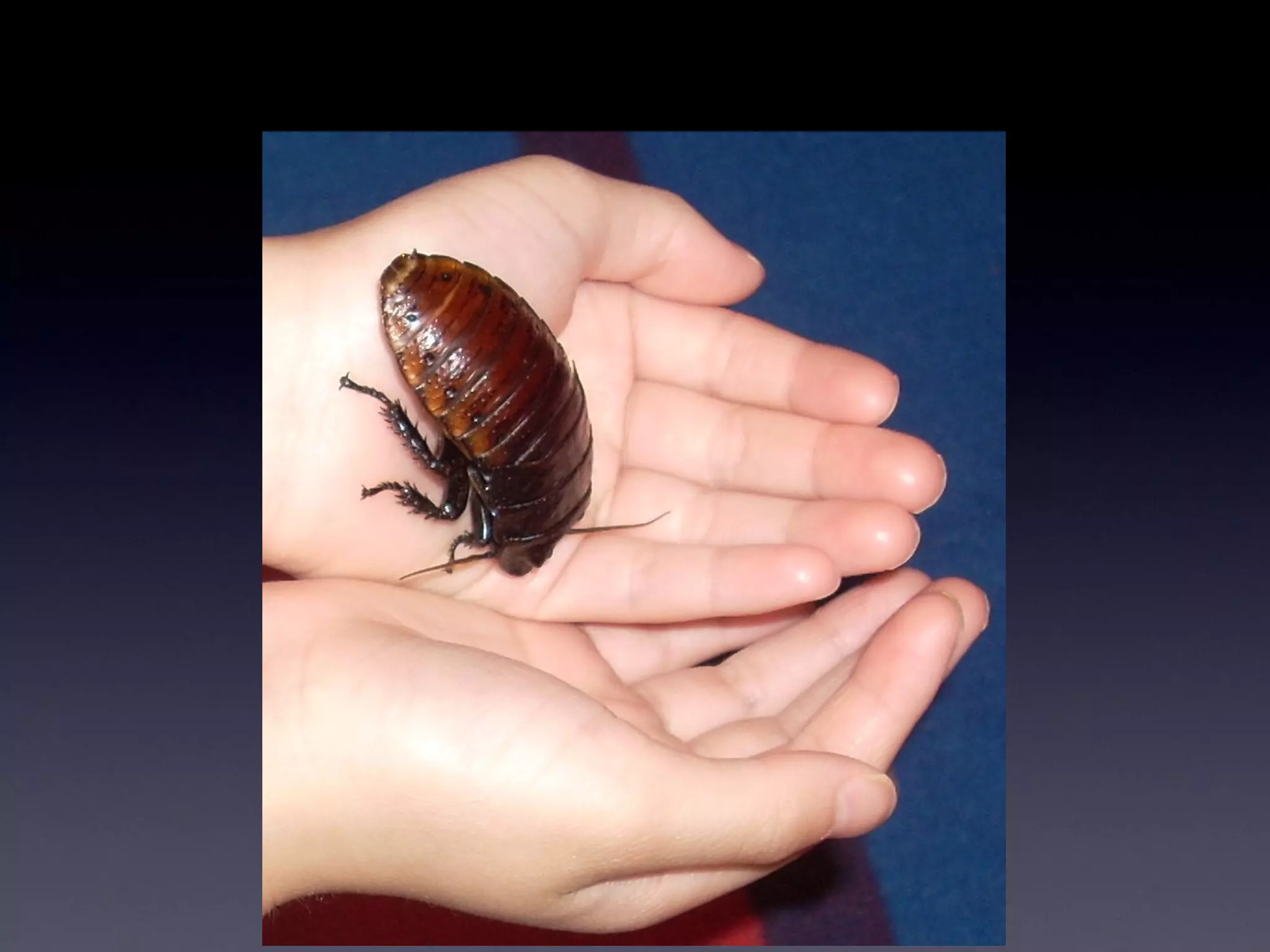 Insect Presentation Slideshow | PPT