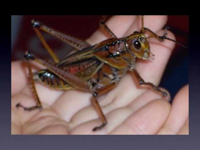 Insect Presentation Slideshow | PPT
