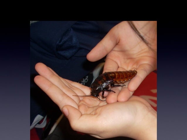 Insect Presentation Slideshow | PPT