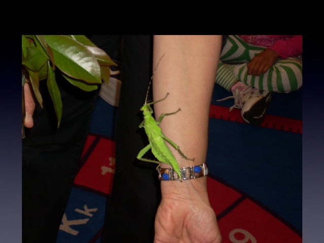 Insect Presentation Slideshow | PPT