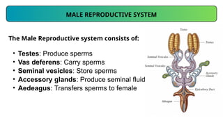 Insect Reproductive System Morphology II.pptx
