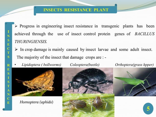 Insect resisance ppt | PPTX | Agriculture | Industries
