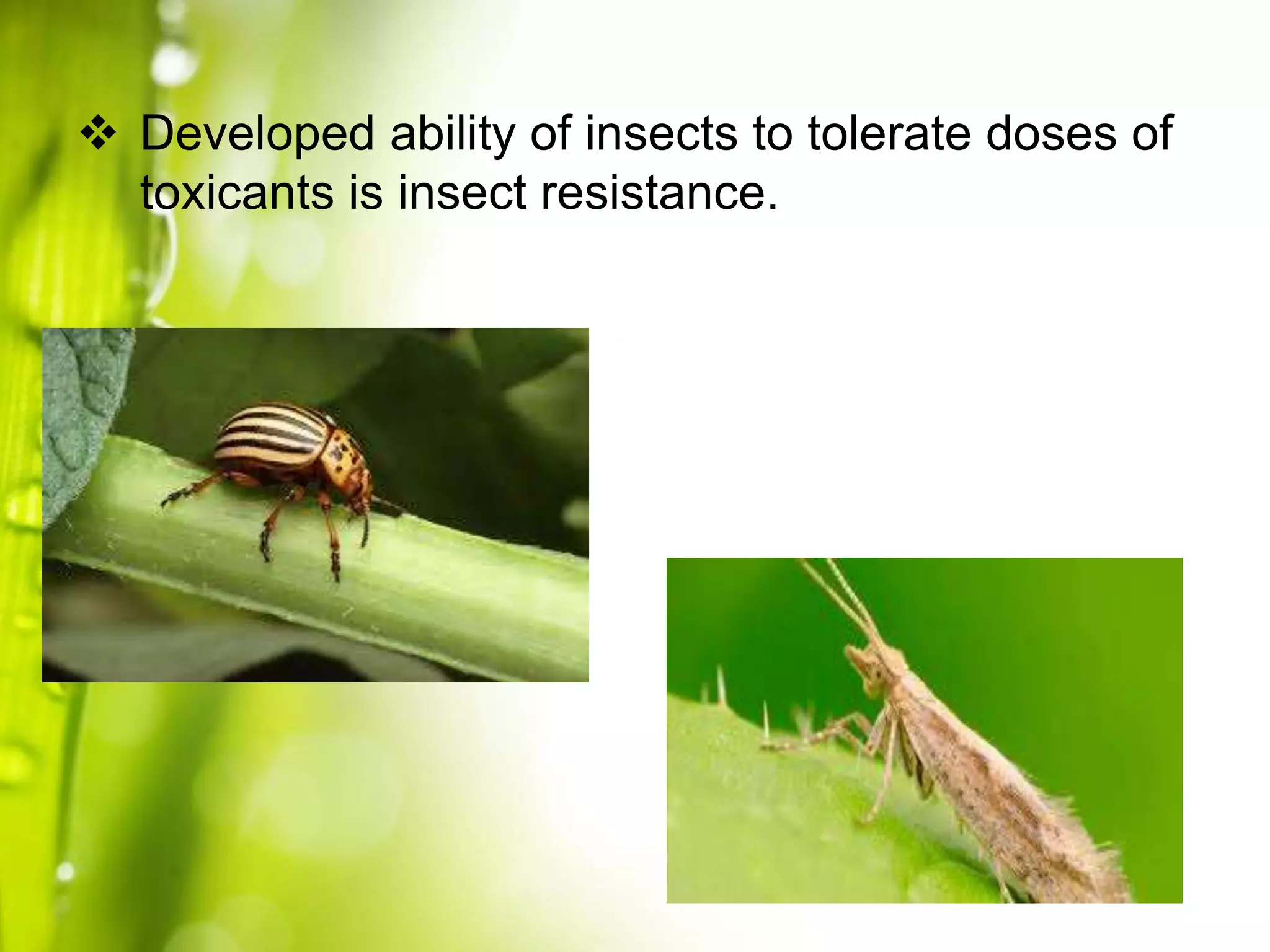 Insect resistance | PPTX
