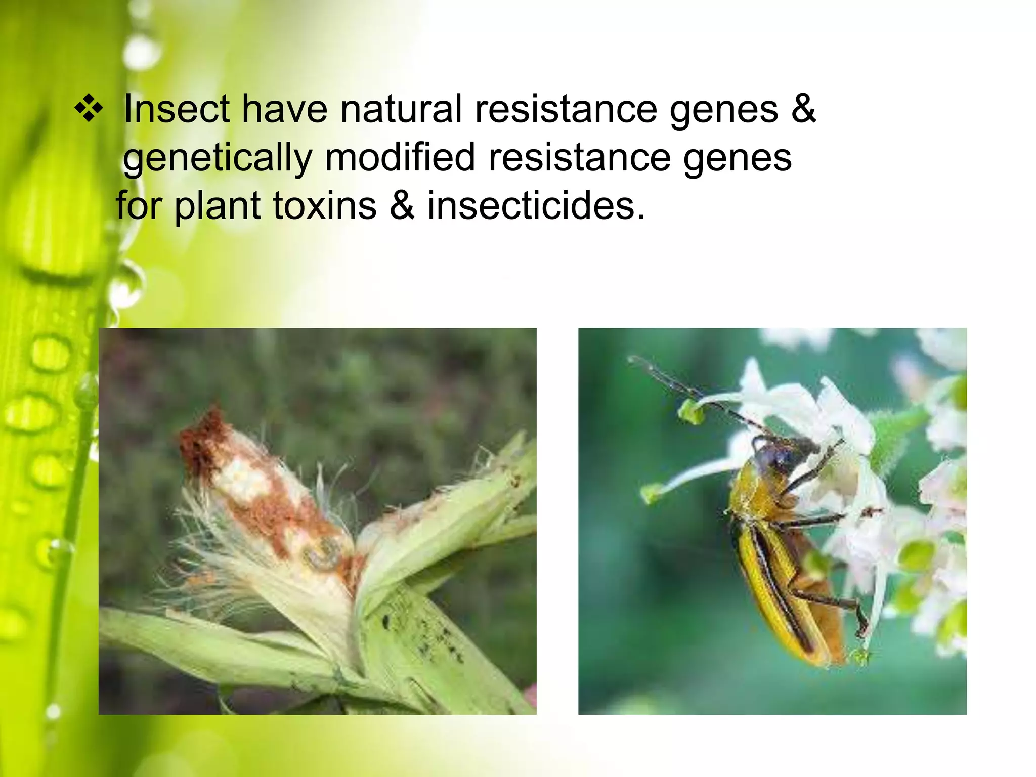 Insect resistance | PPTX