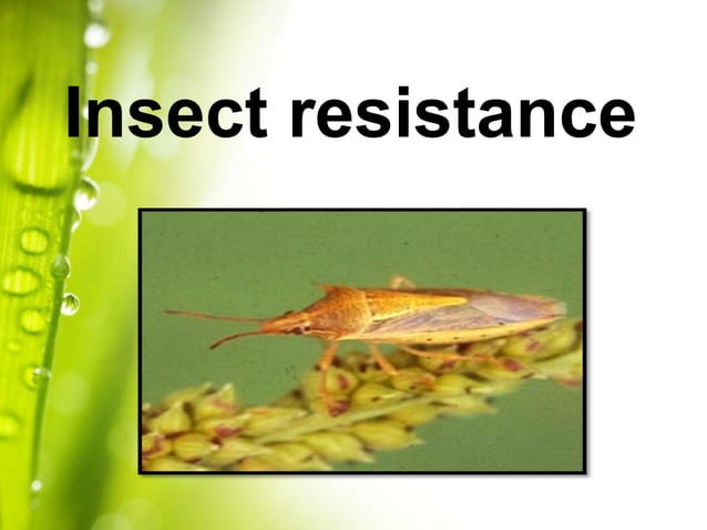 Insect resistance | PPTX