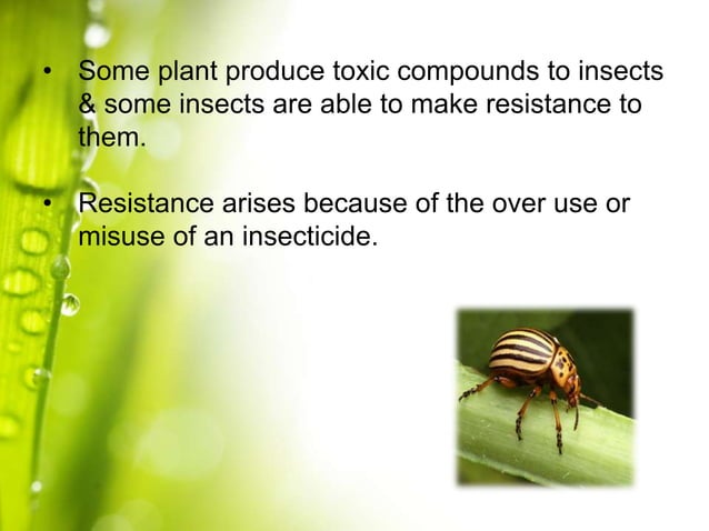 Insect resistance | PPTX