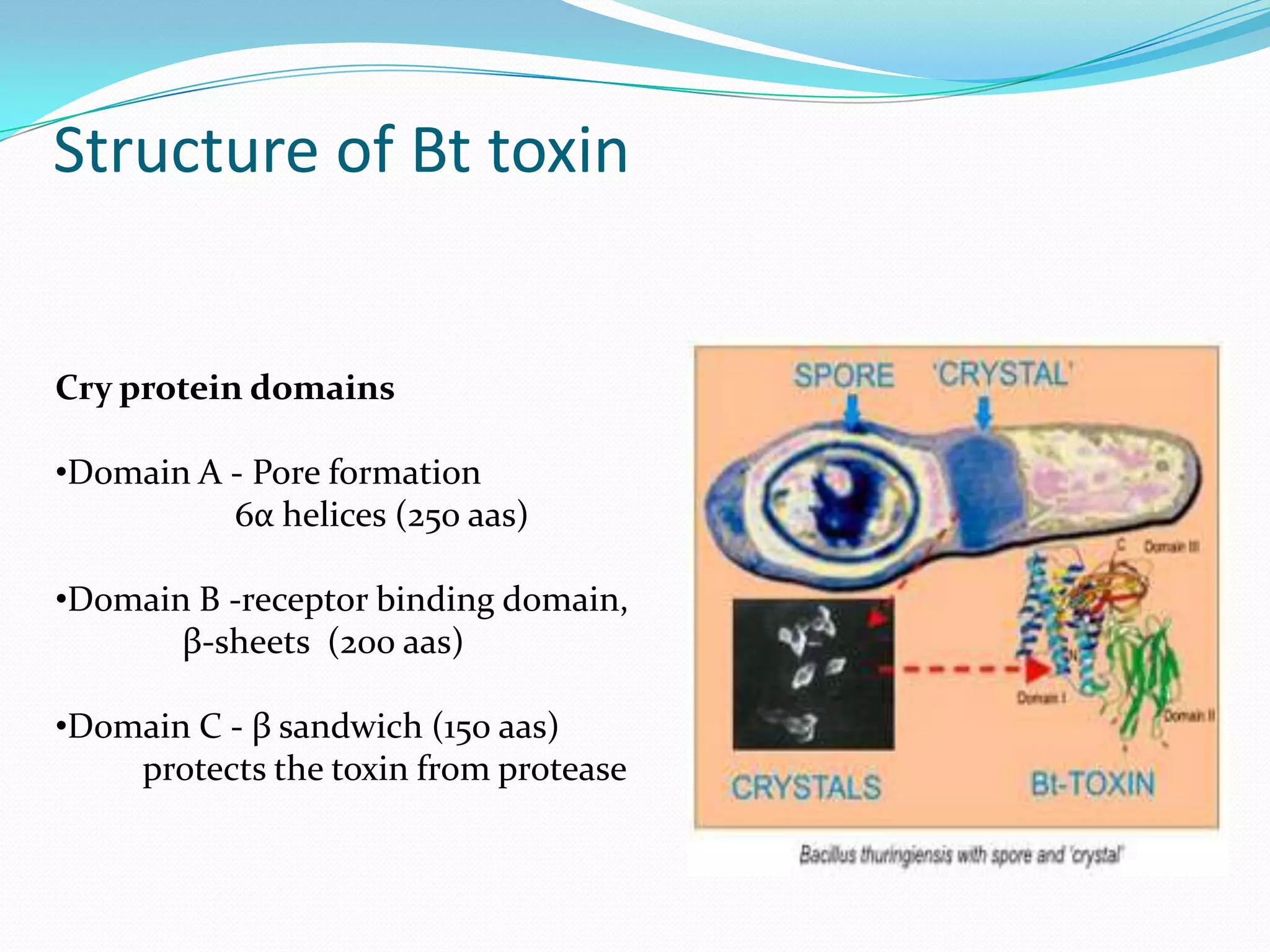 Insect resistance & future of bt transgenic crops | PPTX