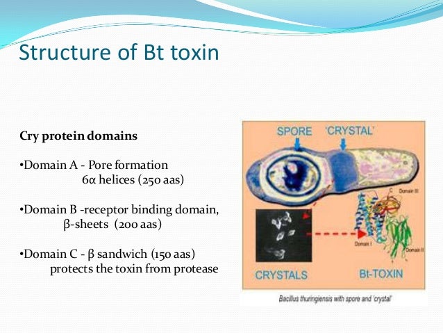 Insect resistance & future of bt transgenic crops