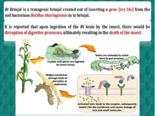 Insect resistance transgenic plants | PPTX
