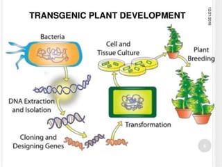 Insect resistance transgenic plants | PPTX