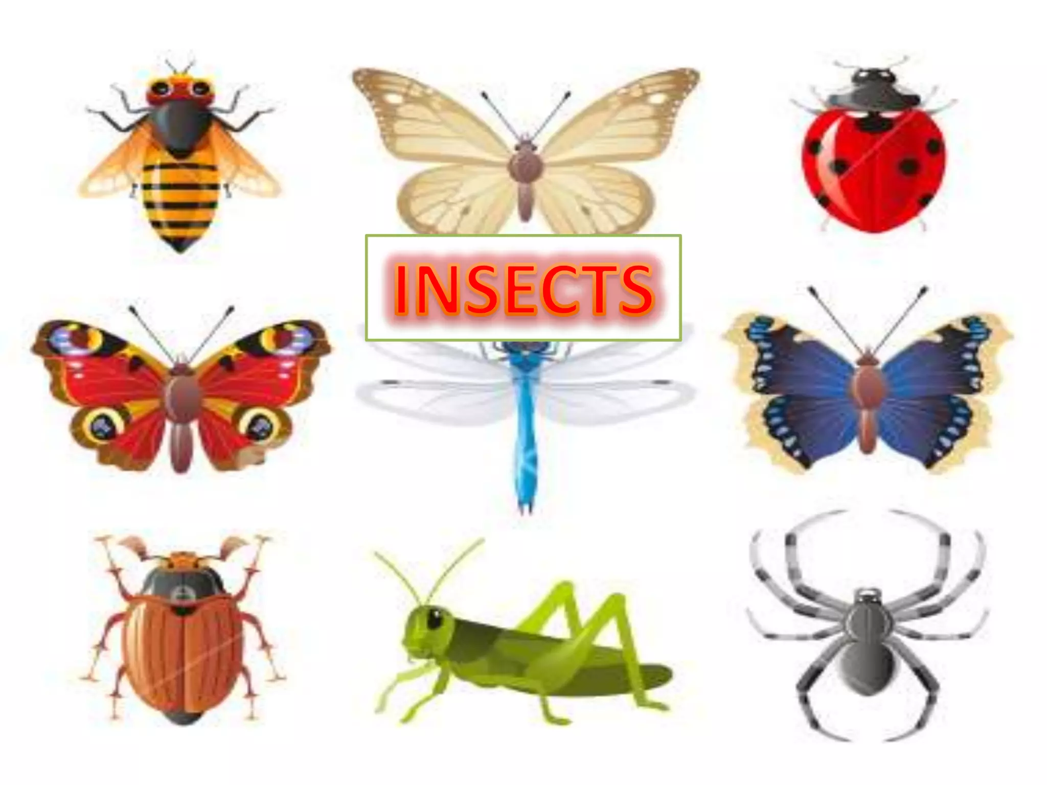 Insects | PPTX