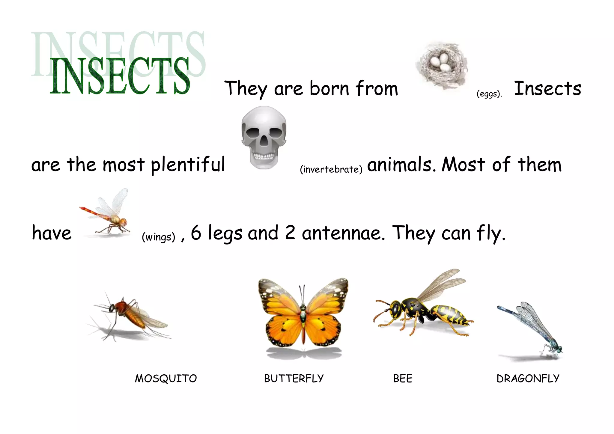 Insects | DOCX