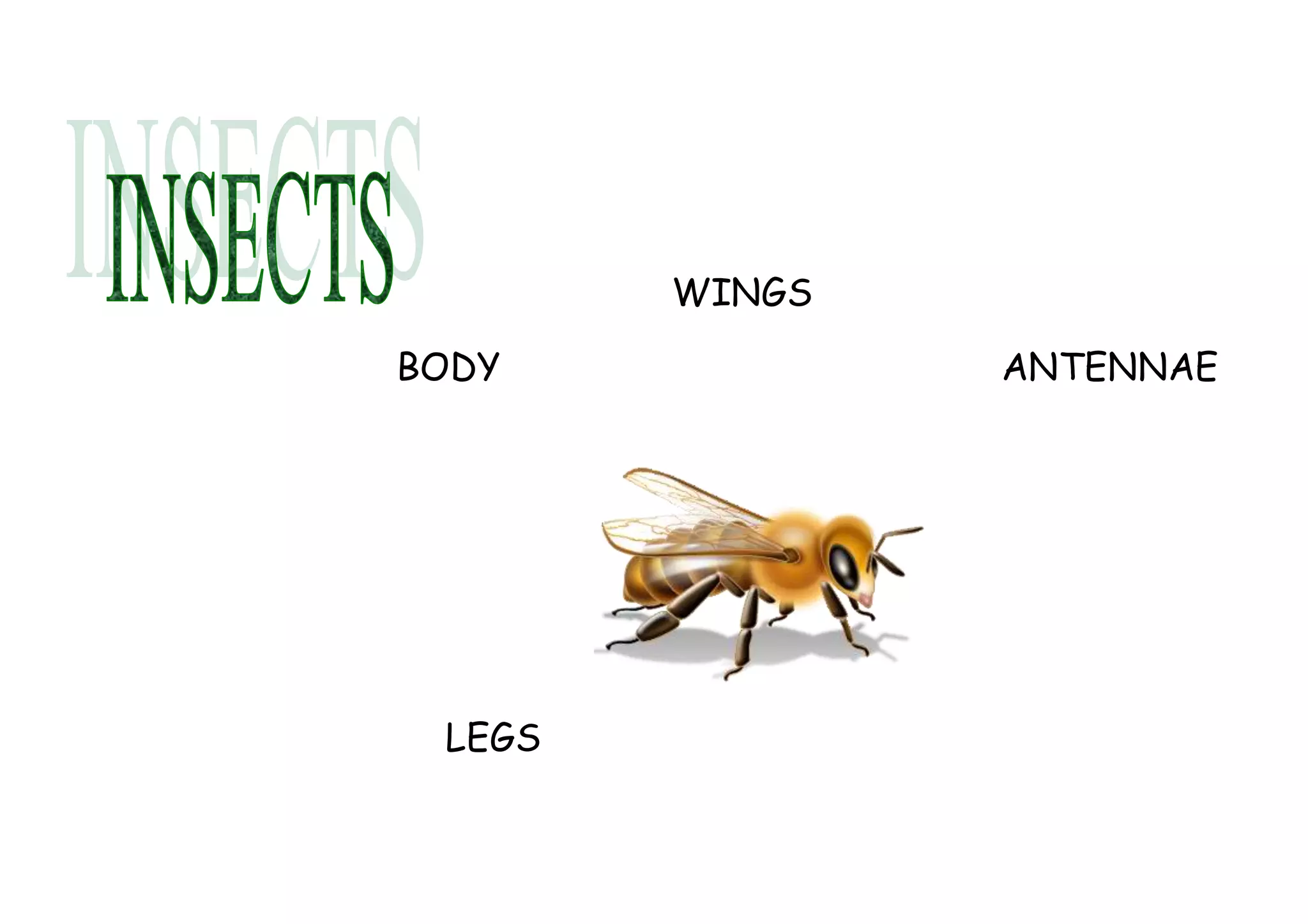 Insects | DOCX