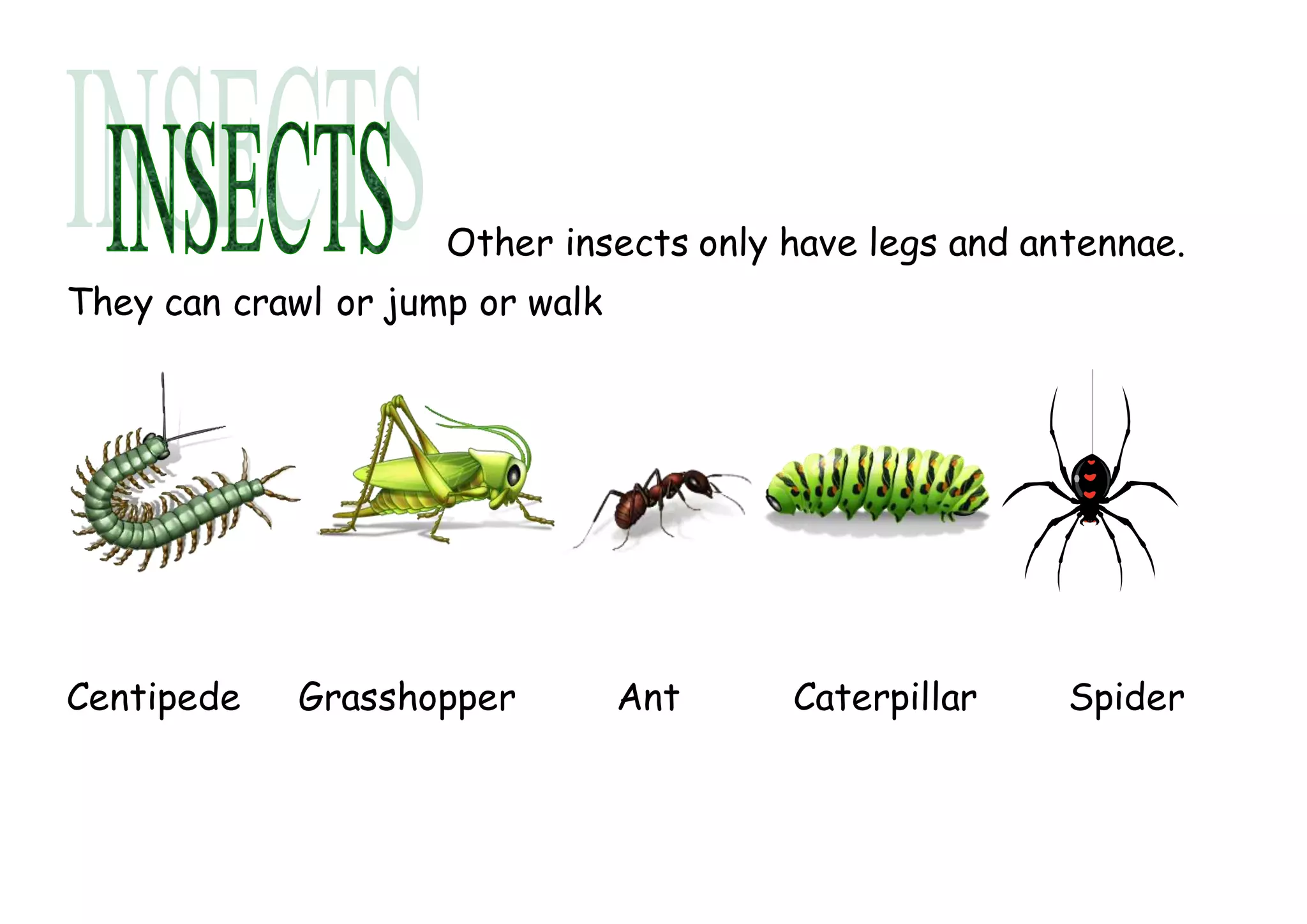 Insects | DOCX