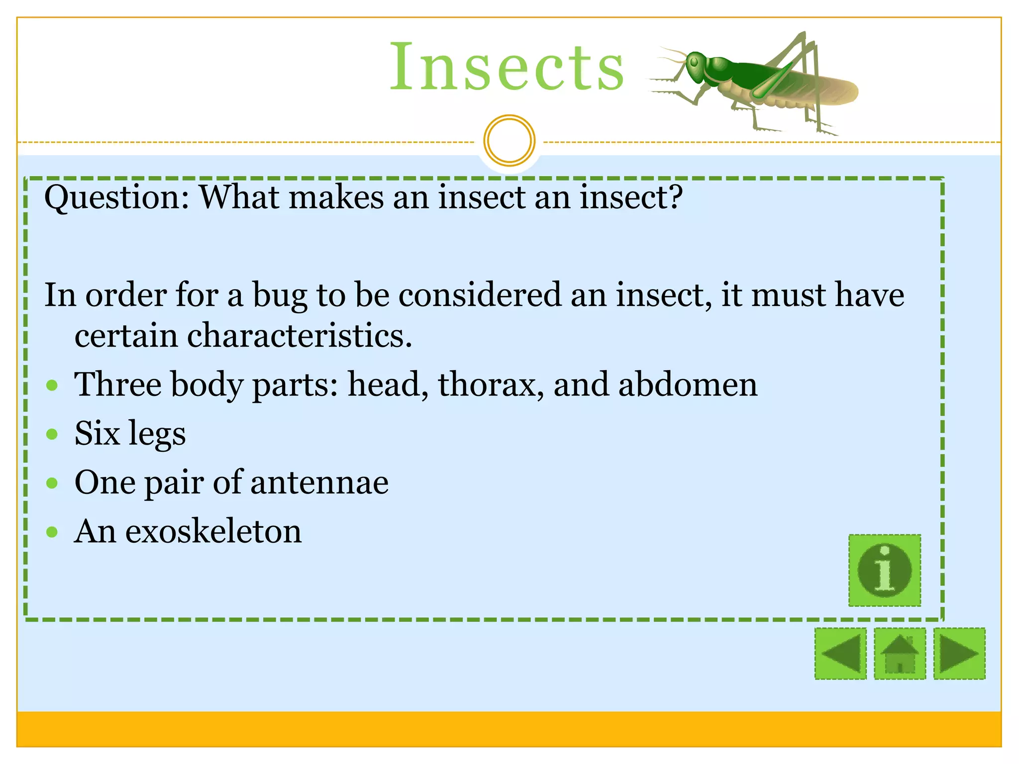 Insects | PPTX