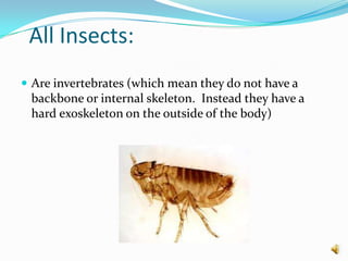 Insects | PPT