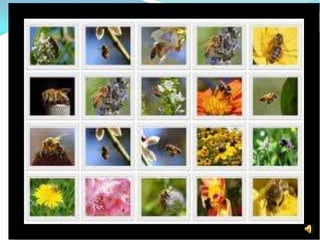 Insects | PPT